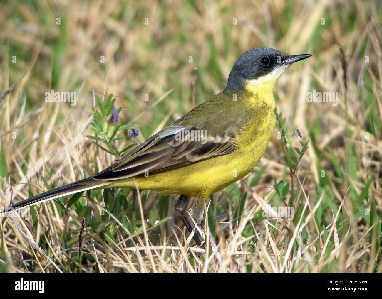 Adult male Eastern Yellow Wagtail (Motacilla tschutschensis macronyx ...