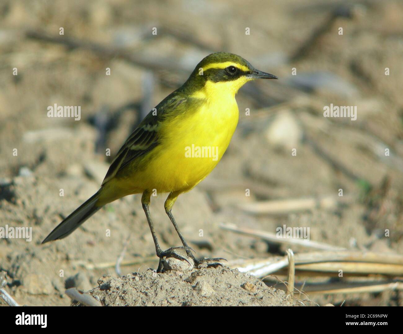 Male Eastern Yellow Wagtail (Motacilla tschutschensis taivana) on ...
