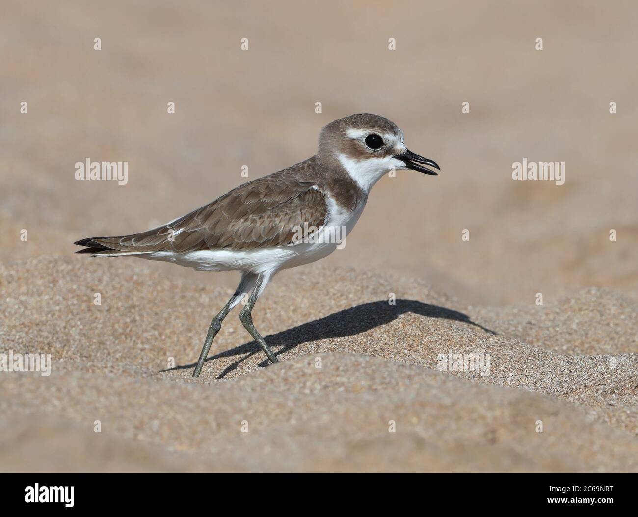 Wintering Lesser Sand Plover (Charadrius mongolus) walking over a ...