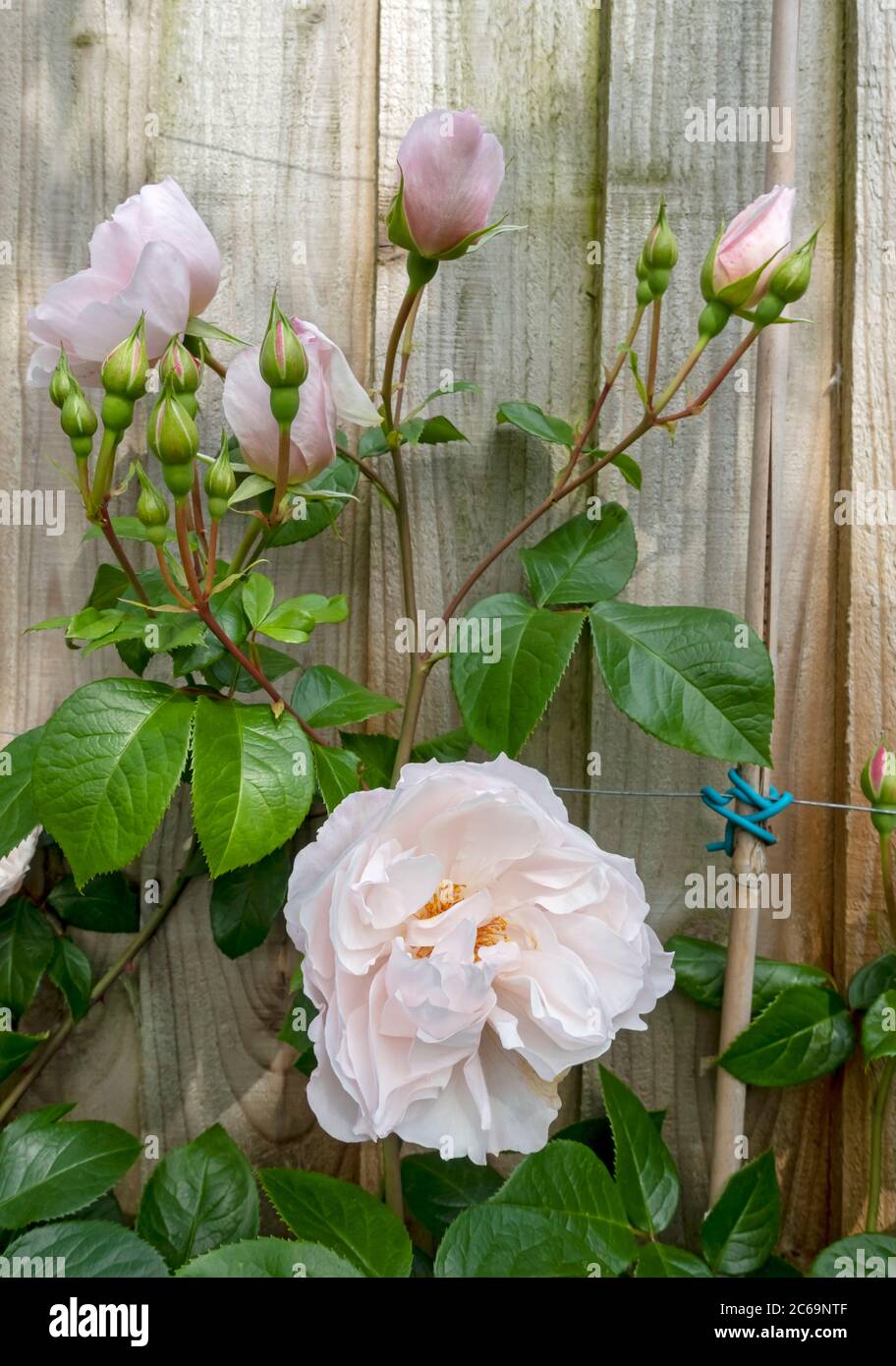 Growing garden gardener hi-res stock photography and images - Alamy