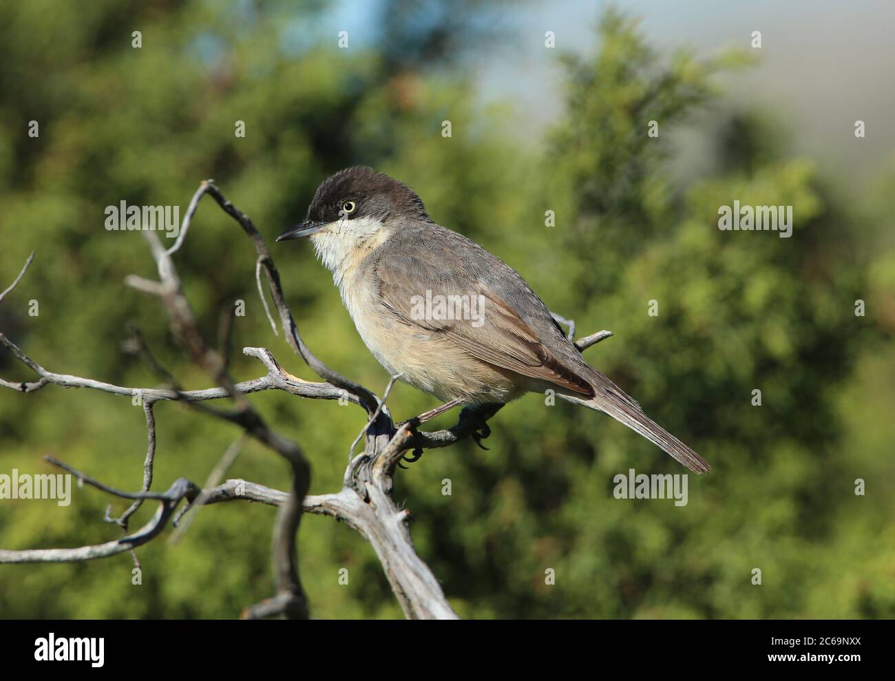 Male Western Orphean Warbler (Sylvia hortensis) at Saint-Maximin la ...
