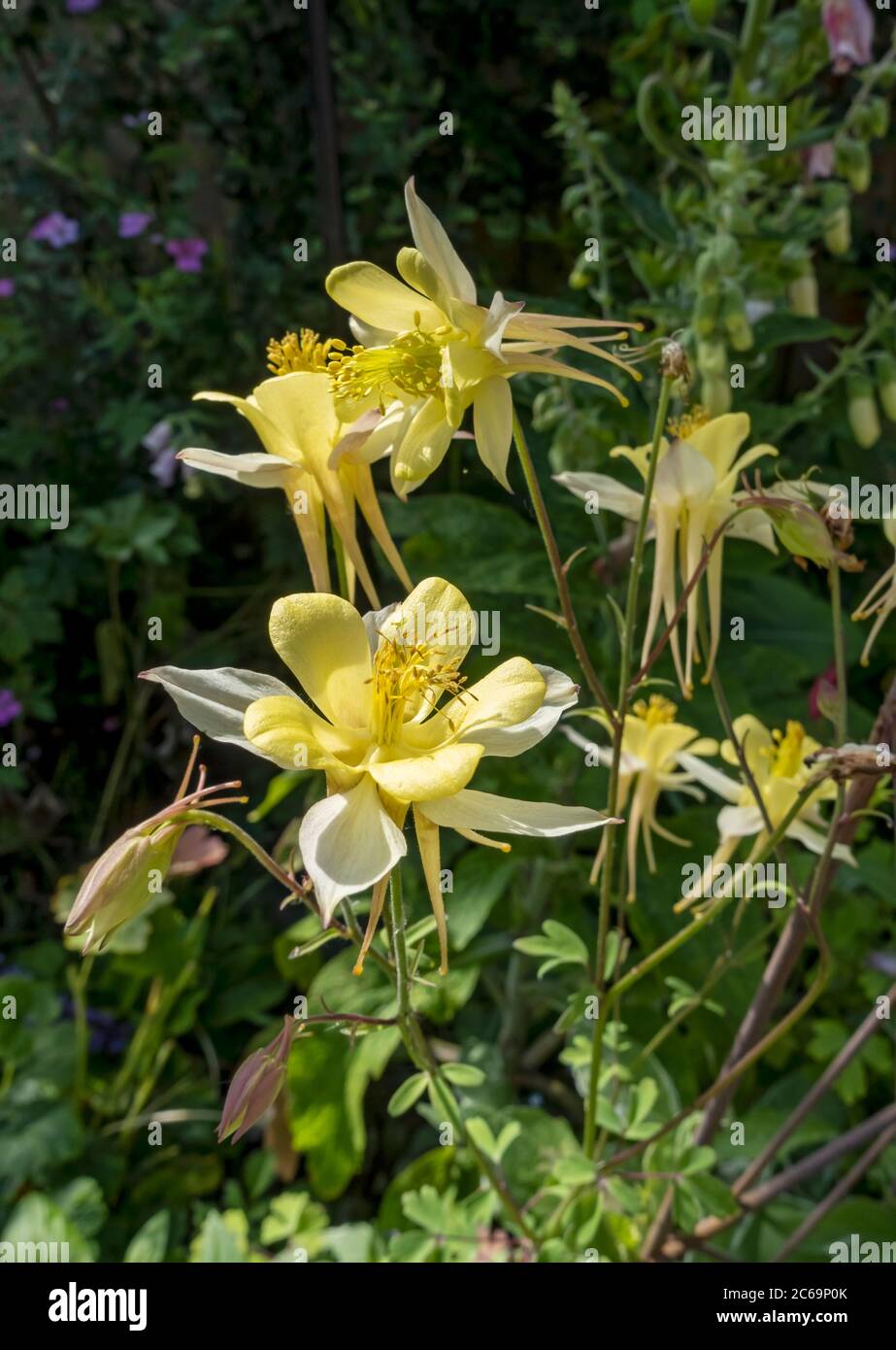 Columbine mckana hybrid hi-res stock photography and images - Alamy