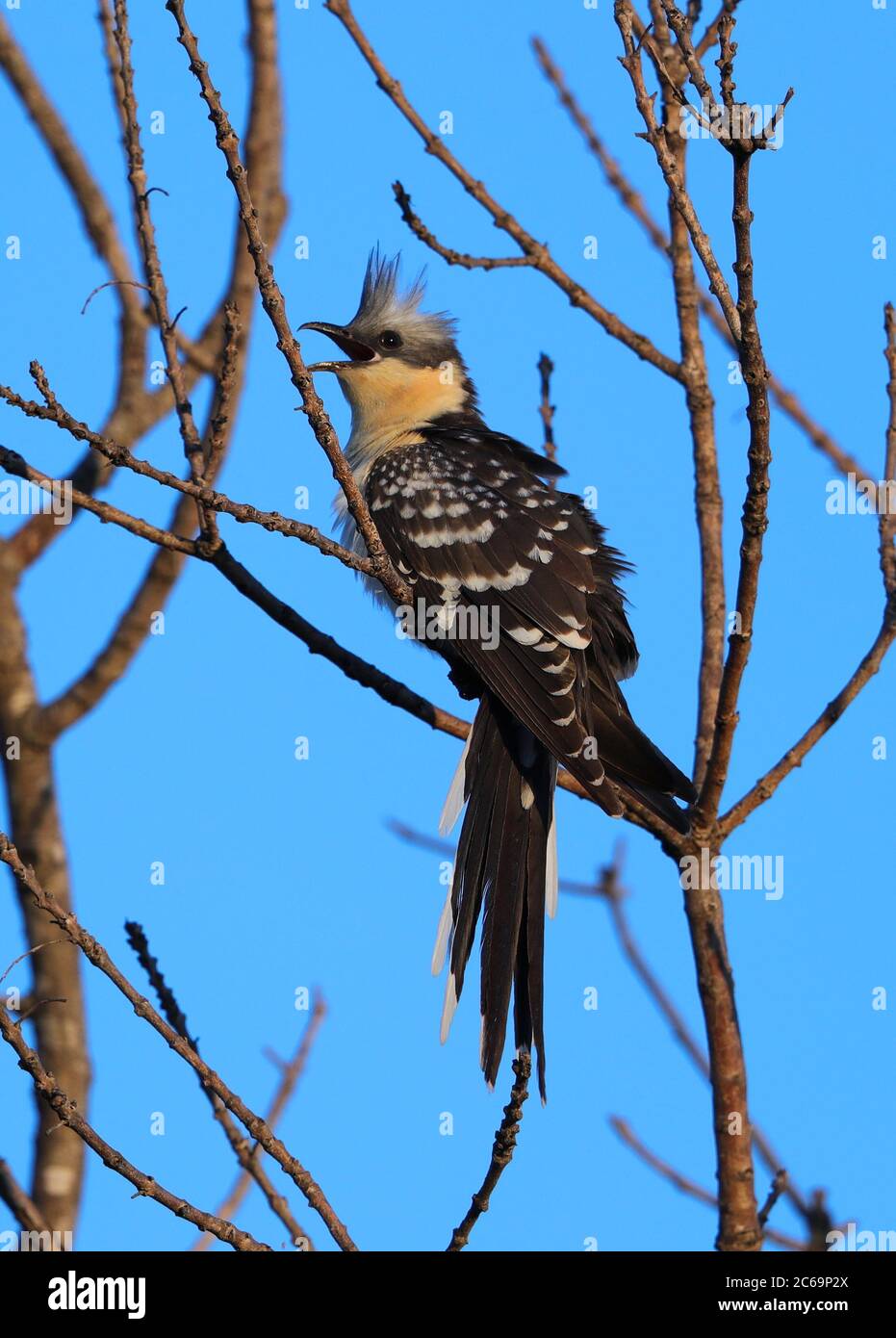 Cuckoo bird singing hi-res stock photography and images - Alamy