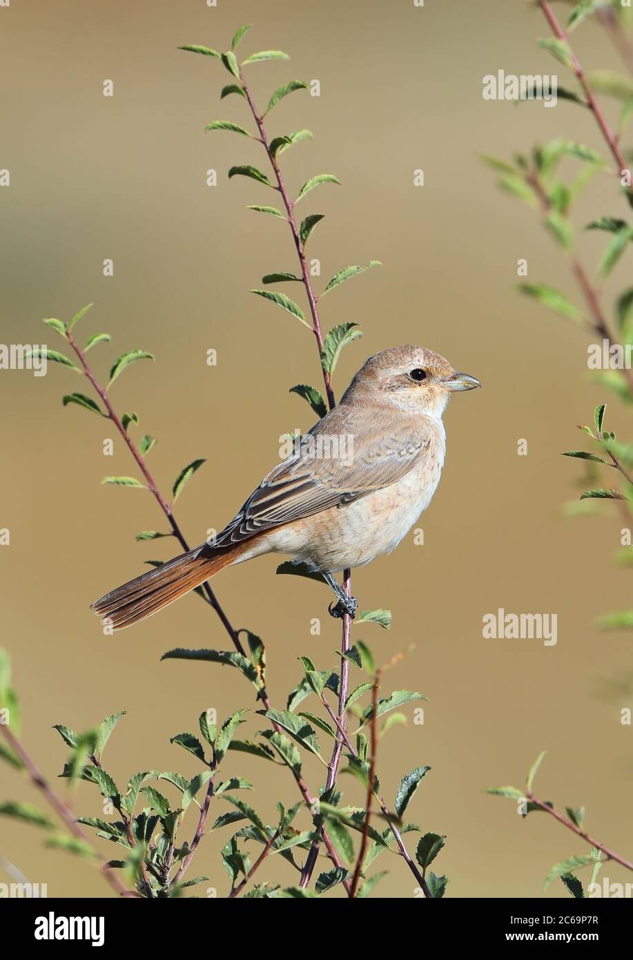 First-winter Isabelline Shrike (Lanius isabellinus) during autumn at ...