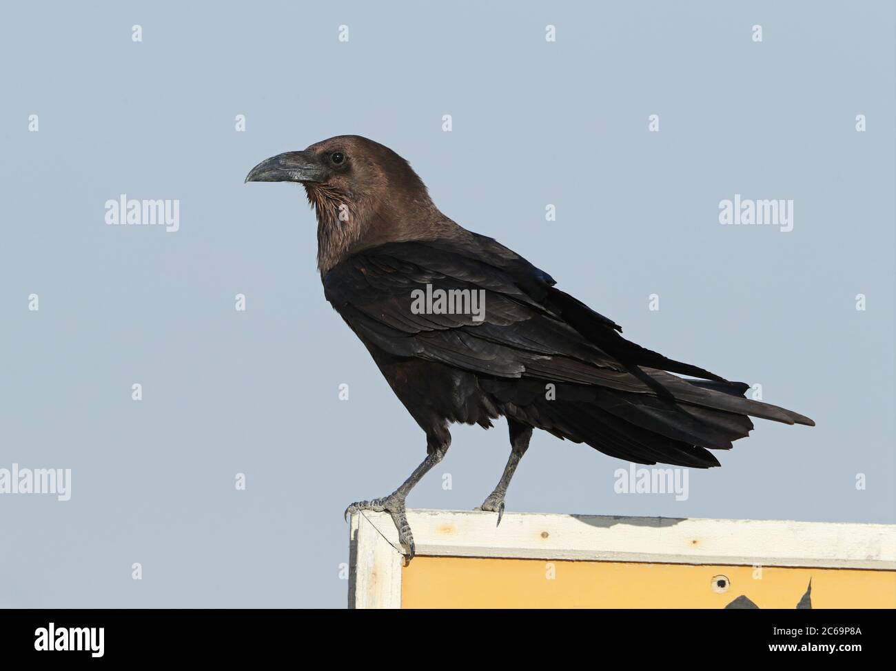 Asian seen from over shoulder hi-res stock photography and images - Alamy