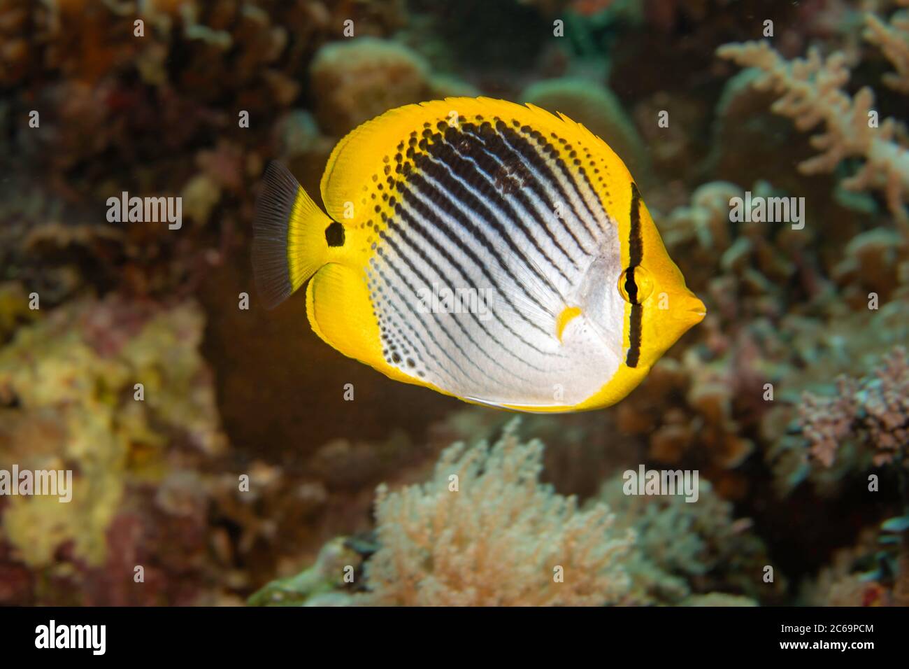 This black-back butterflyfish, Chaetodon melannotus, was photographed ...