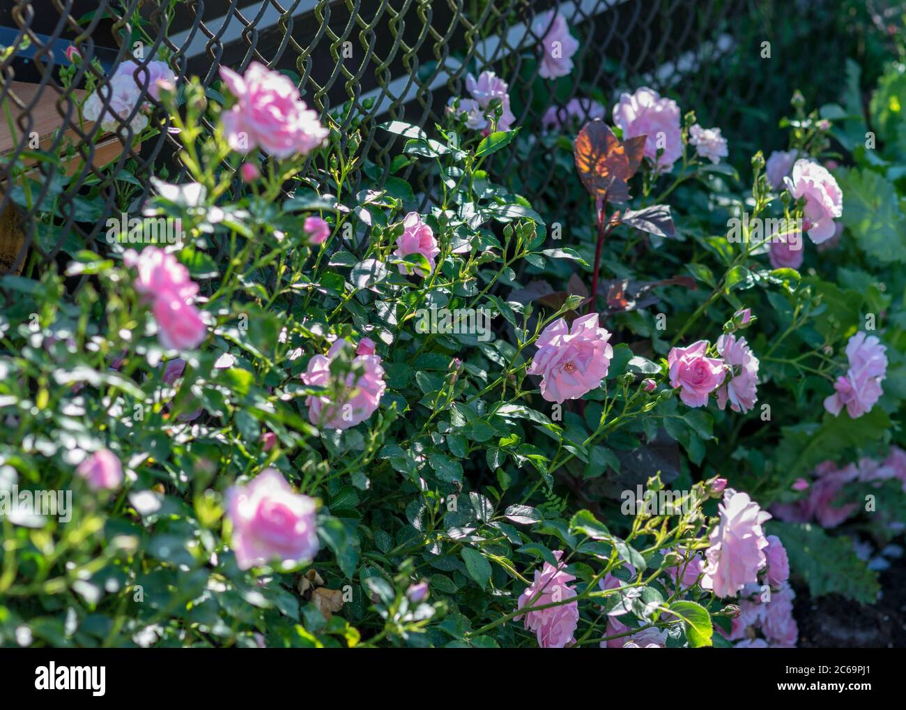 beautiful pink roses, rose bush near the yard, summer garden Stock ...