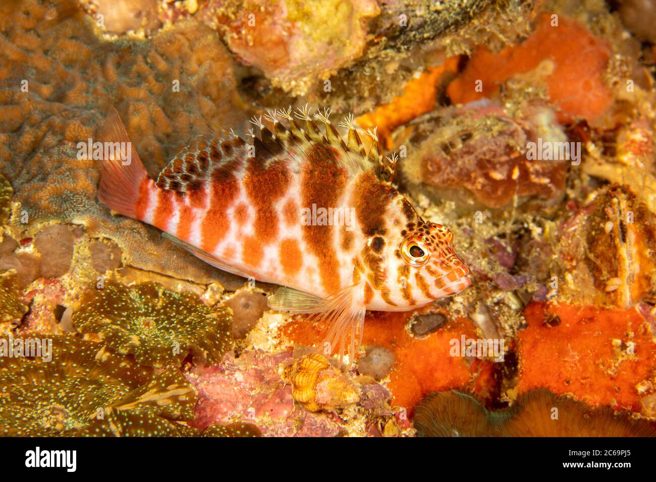 Pixy hawkfish hi-res stock photography and images - Alamy