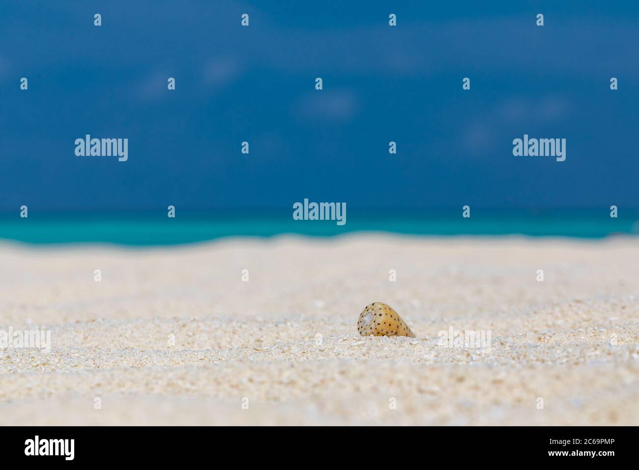 Shell on the beach. Beautiful sand summer beach holiday background ...