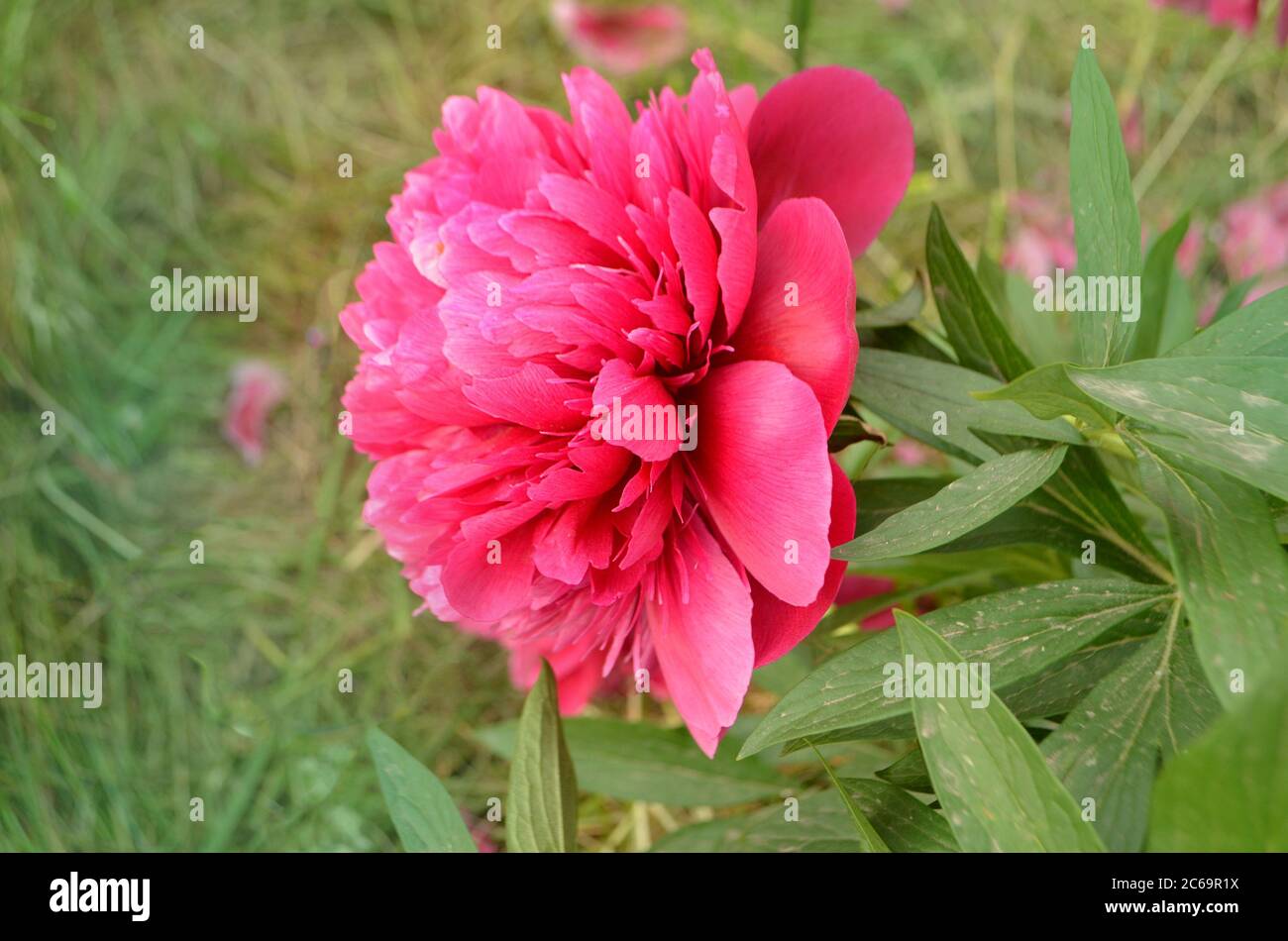 Beautiful red fragrant peonies flowers. Bouquet of burgundy peonies ...