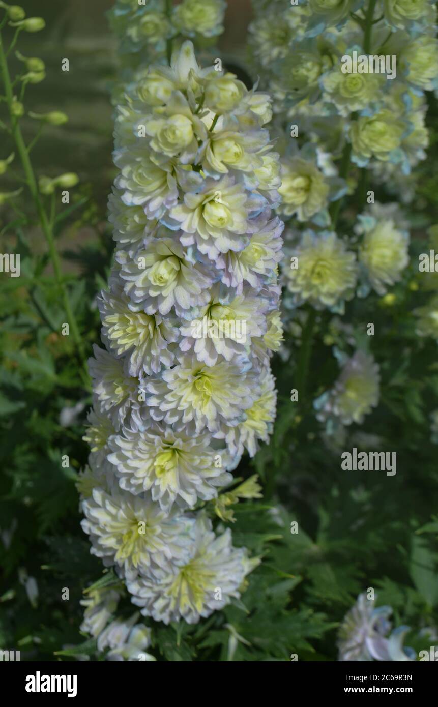 Delphinium Moonlight grows in the garden. Double delphinium flower Stock Photo - Alamy