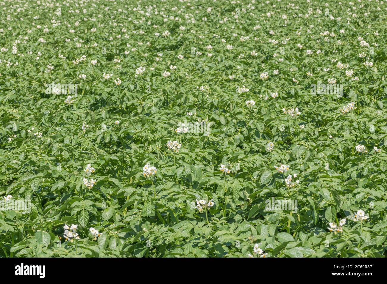 Potato crop / potato field in UK. For UK potato growers, growing ...