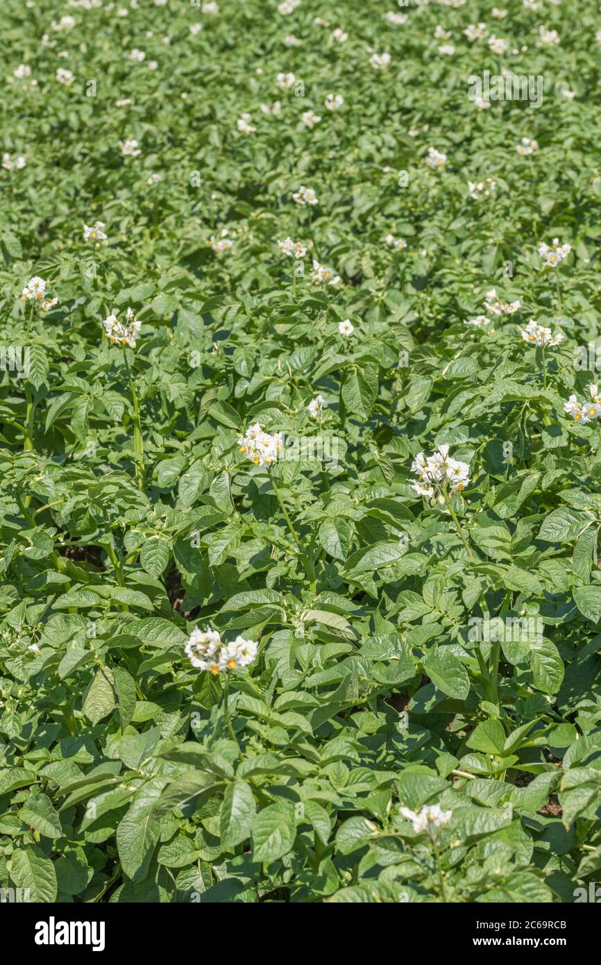 Potato crop / potato field in UK. For UK potato growers, growing ...