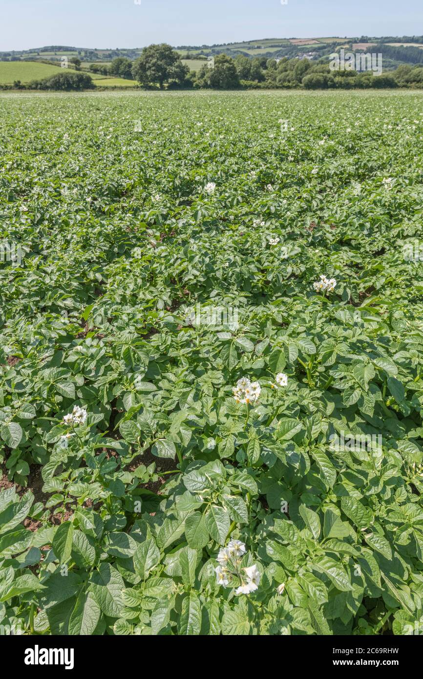 Potato crop / potato field in UK in sunshine. For UK potato growers ...