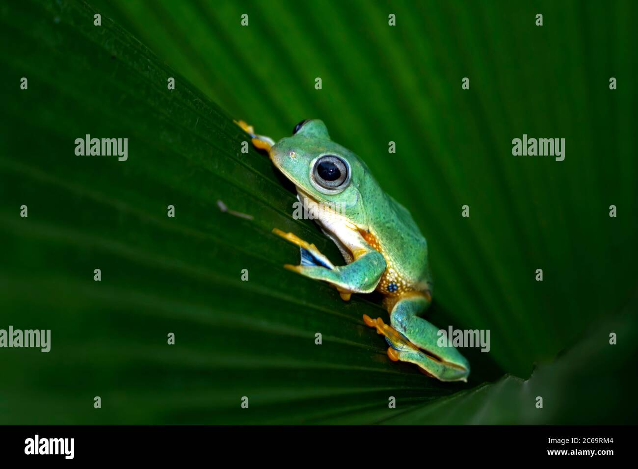Javan tree frog on a leaf, Indonesia Stock Photo - Alamy