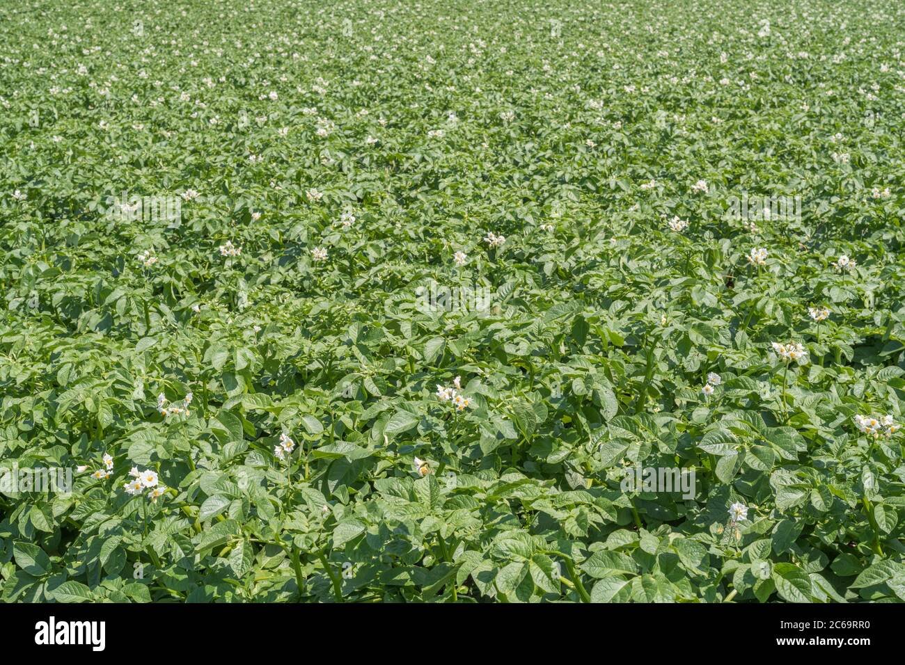 Potato crop / potato field in UK. For UK potato growers, growing ...