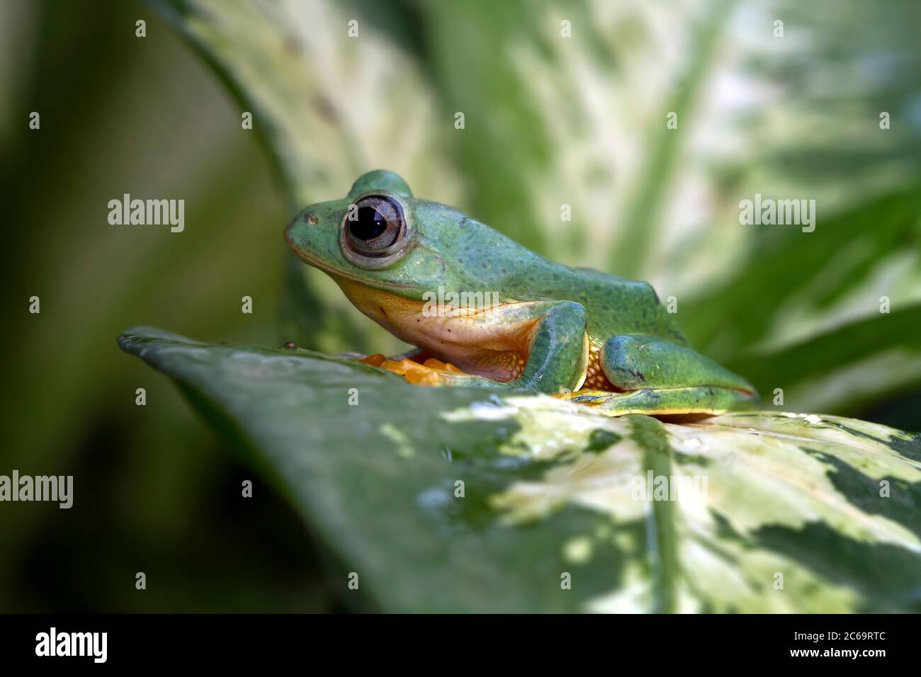 Javan tree frog on a leaf, Indonesia Stock Photo - Alamy