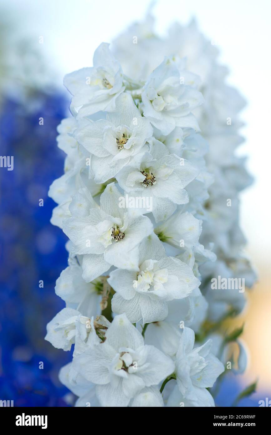 Fresh bunch of natural beautiful flowers on the field. Delphinium white ...
