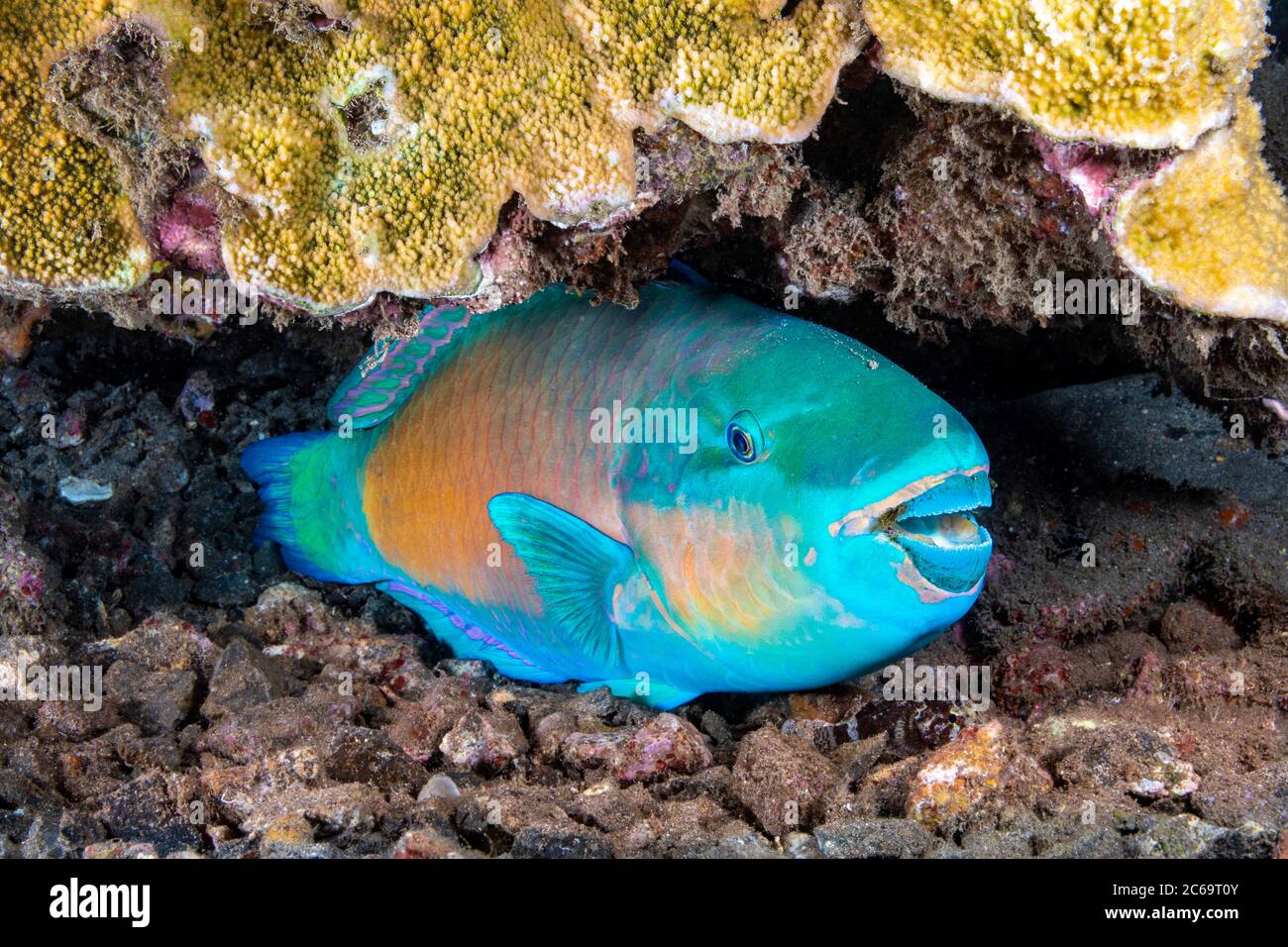 The terminal or final phase of a bullethead parrotfish, Chlorurus ...