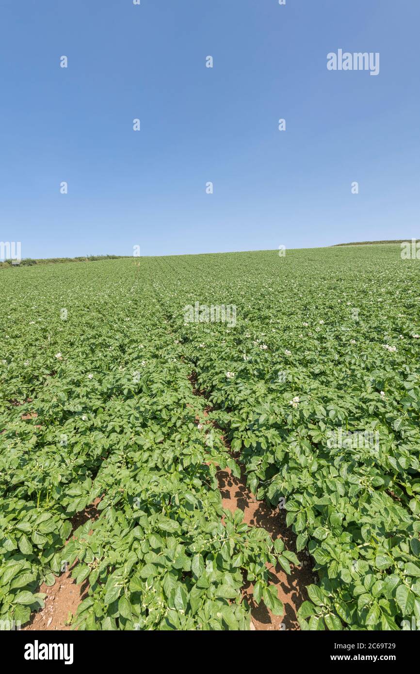 Potato crop / potato field in UK in sunshine. For UK potato growers ...
