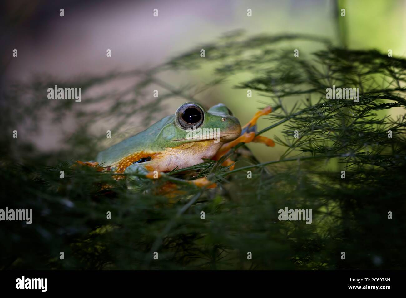 Javan tree frog on a plant, Indonesia Stock Photo - Alamy