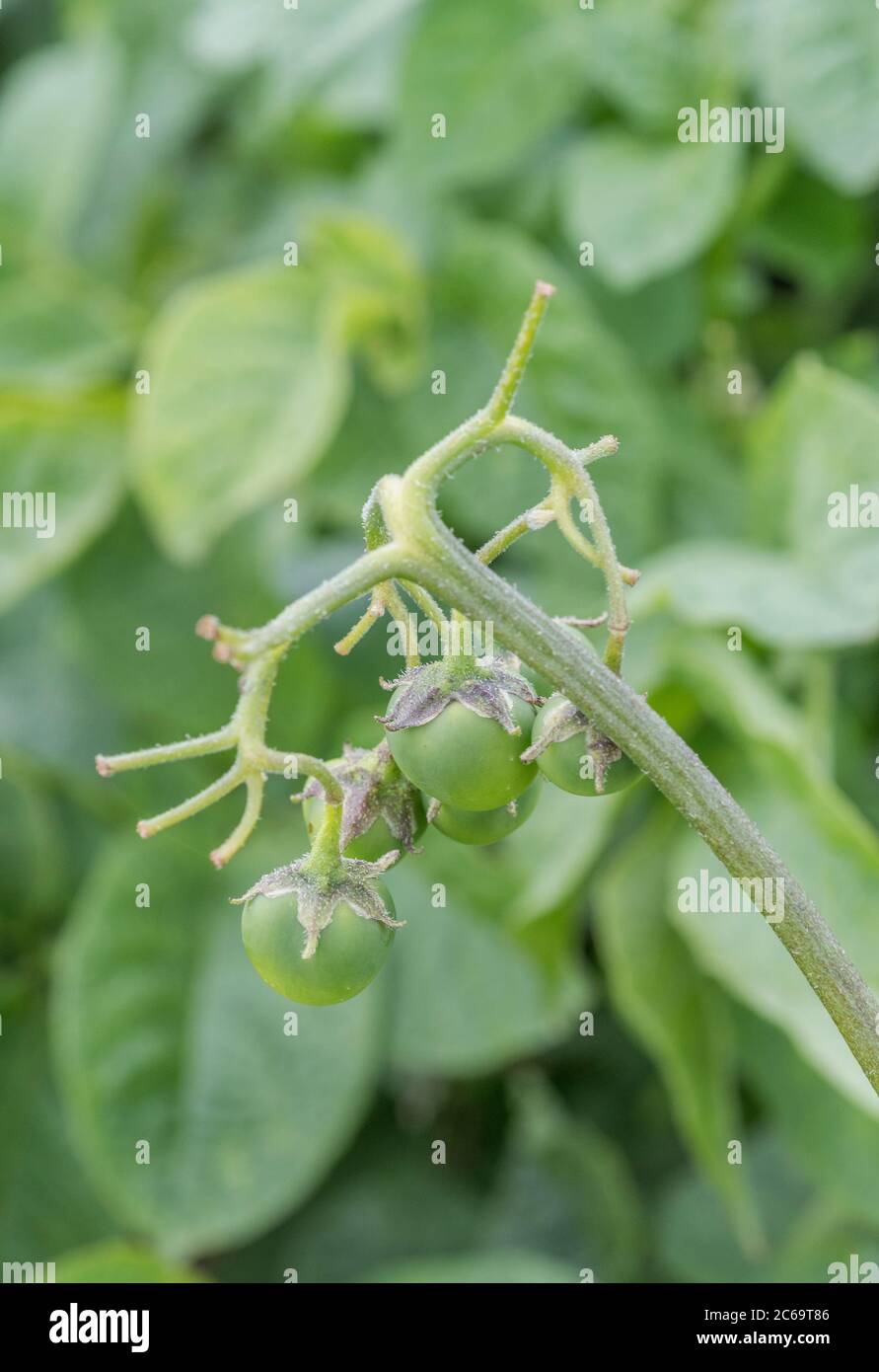 Tomato like fruit potato hi-res stock photography and images - Alamy
