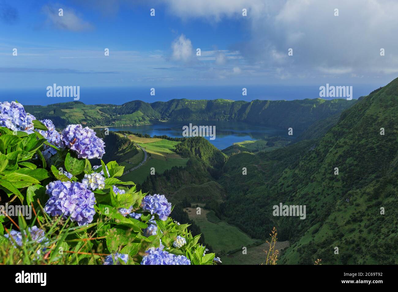 Wild hydrangeas flowers over Lake of Seven Cities, Azores Island ...