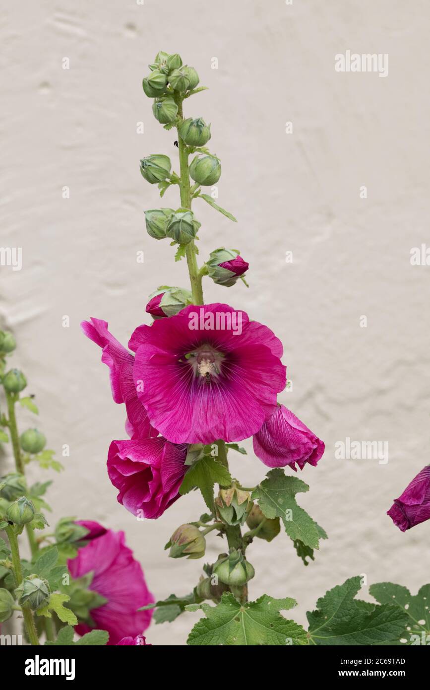 Alcea rosea wall hi-res stock photography and images - Alamy