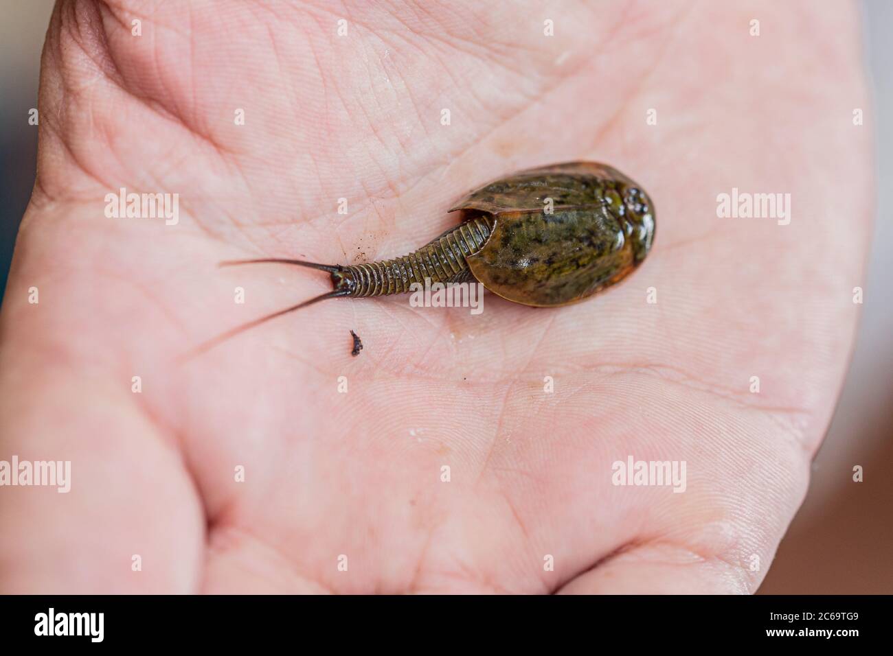 Fossil prehistoric shrimp hi-res stock photography and images - Alamy