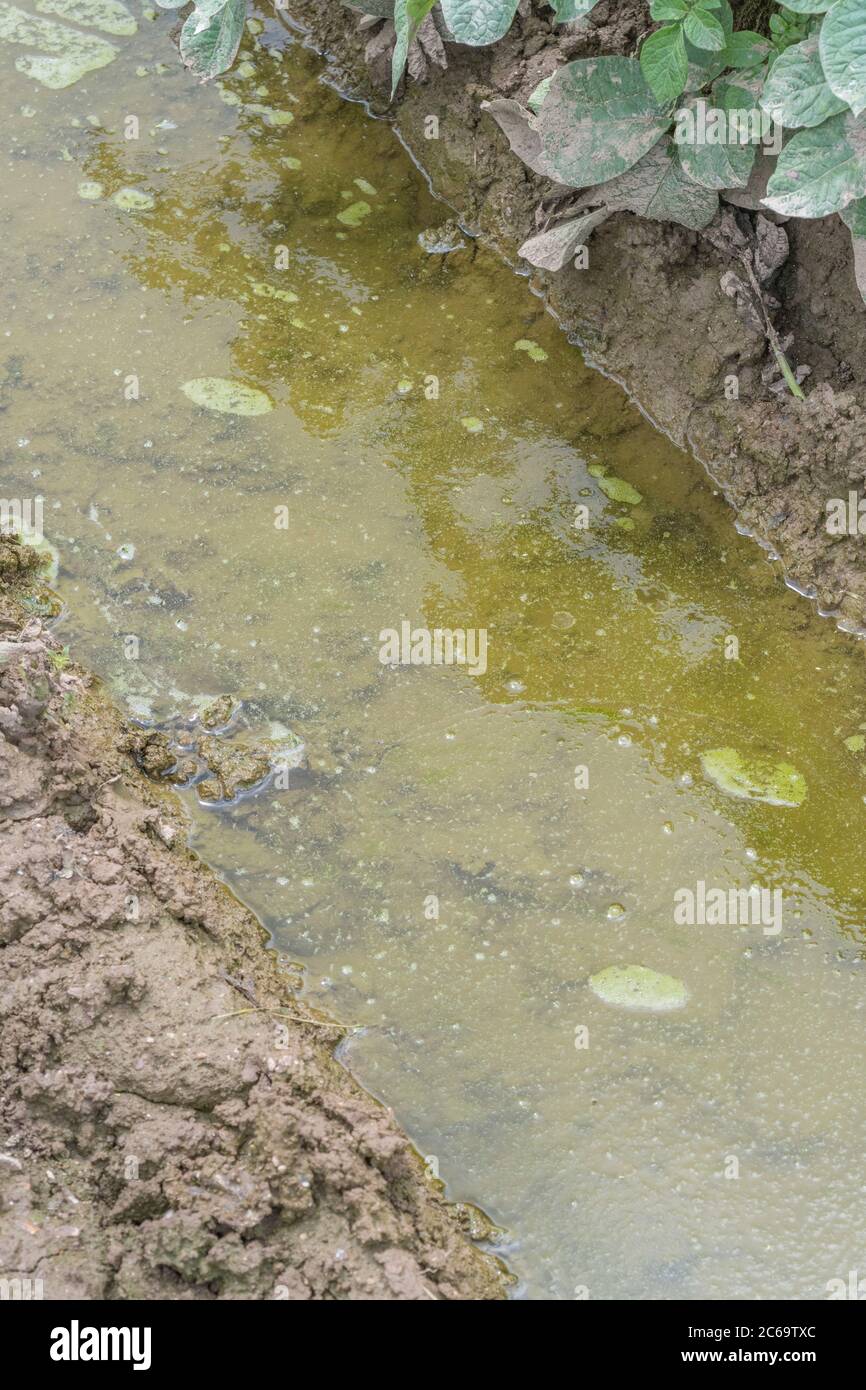 Potato crop / potatoes growing in waterlogged field and soil. For bad ...