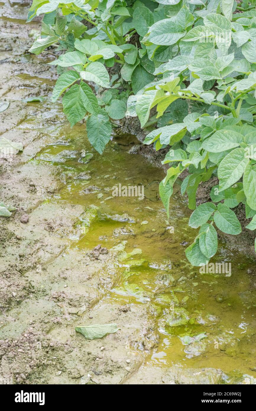 Waterlogged crop hi-res stock photography and images - Alamy