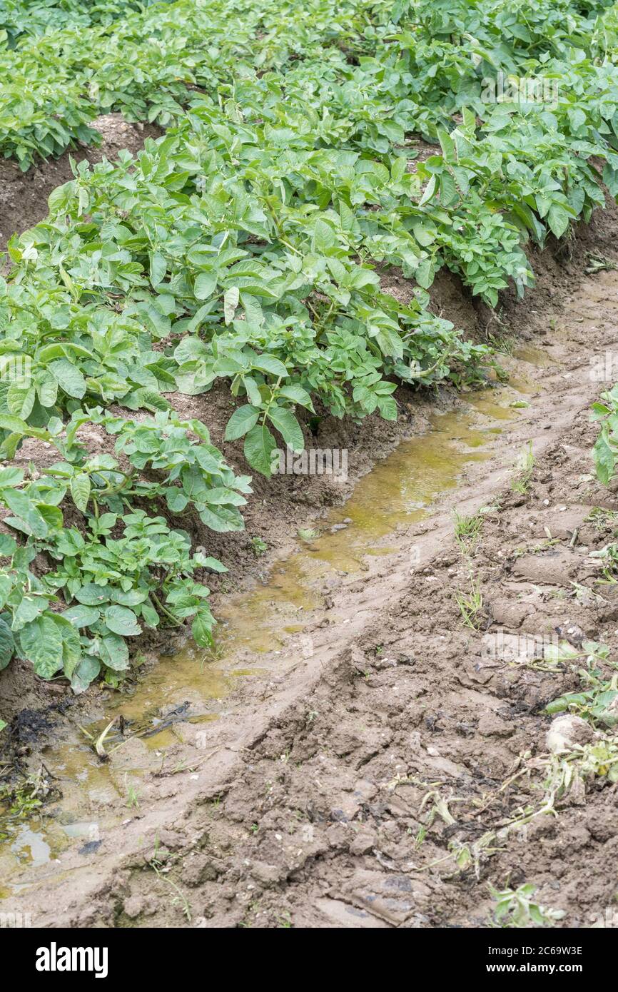 Potato crop / potatoes growing in waterlogged field and soil. For bad ...