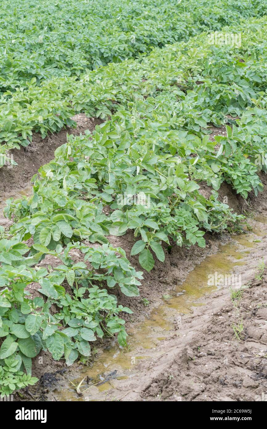 Potatoes Growing In A Field