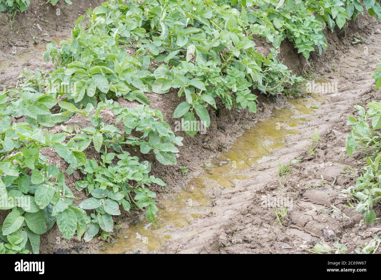 Potato crop heavy rain hi-res stock photography and images - Alamy