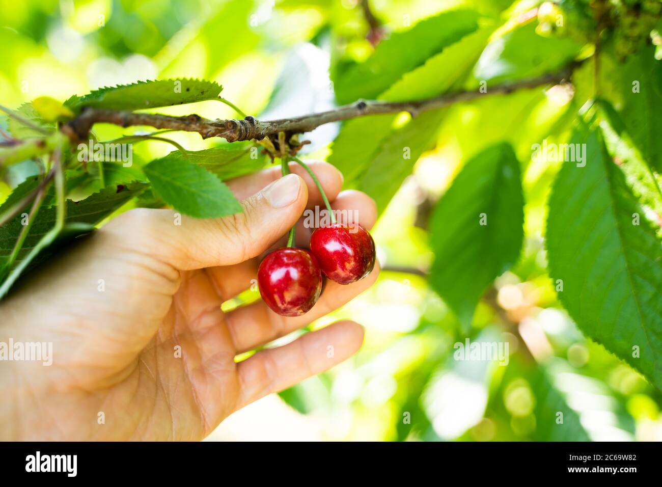 Picking Fresh Food At Farm From Tree Branch Stock Photo - Alamy