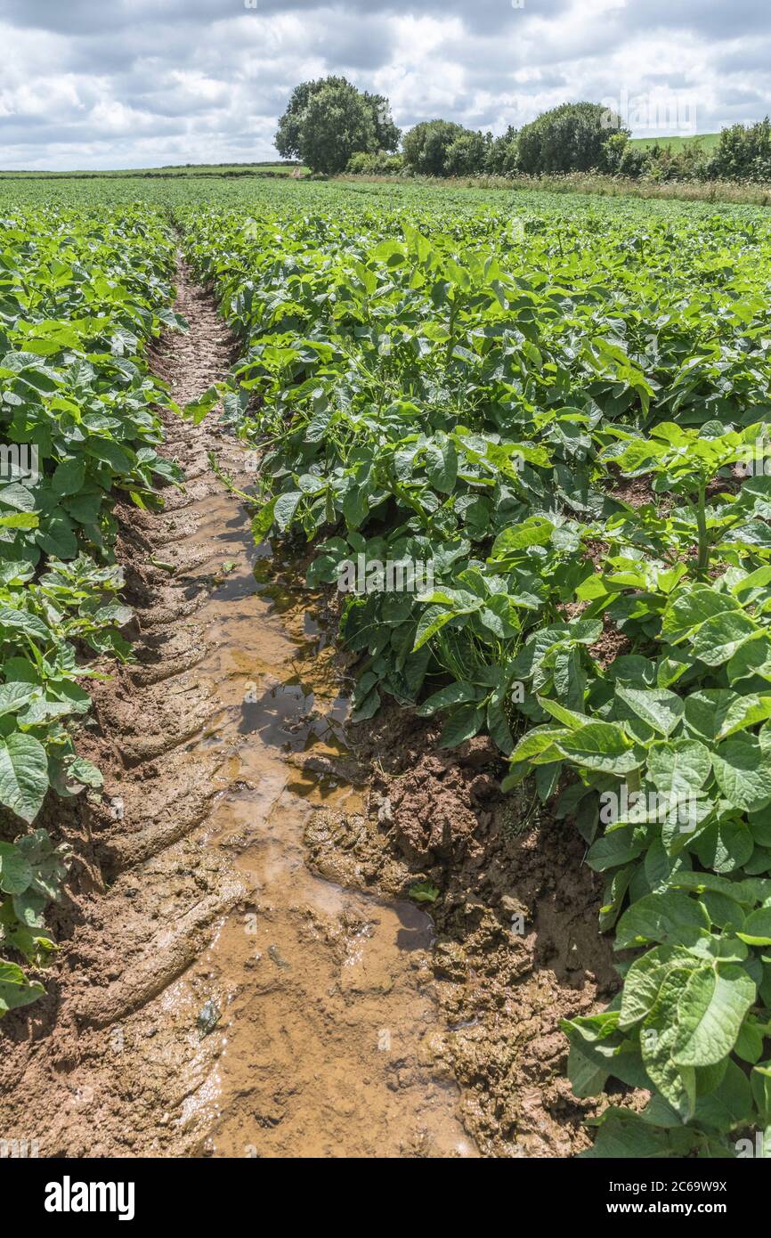 Waterlogged leaves on ground hi-res stock photography and images - Alamy