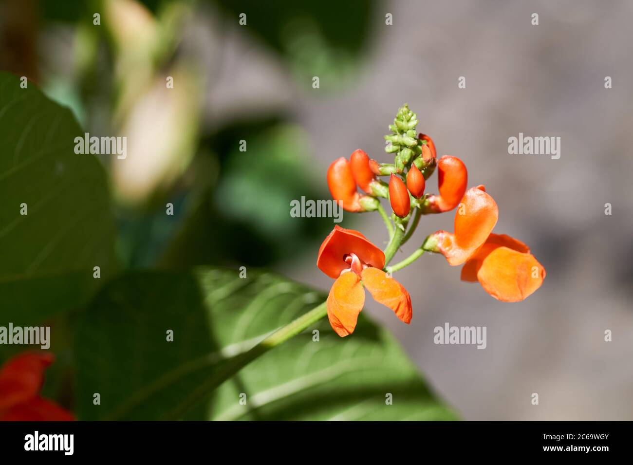 Red kidney bean field hi-res stock photography and images - Alamy
