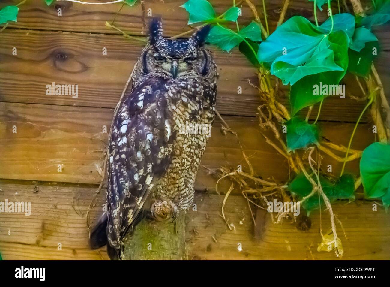 closeup portrait of a african spotted eagle owl, tropical bird specie ...