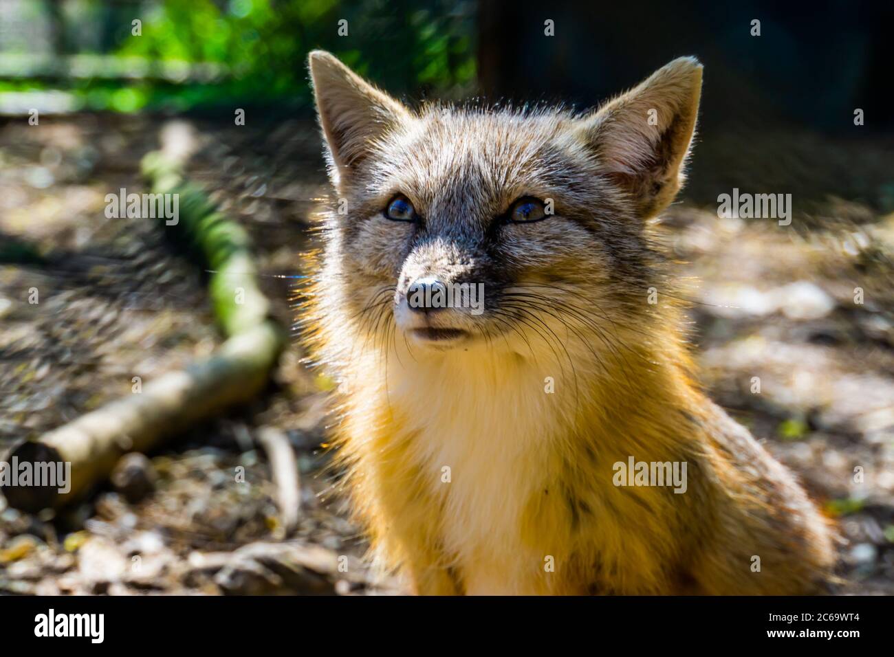 cute corsac fox with its face in closeup, tropical wild dog specie from ...