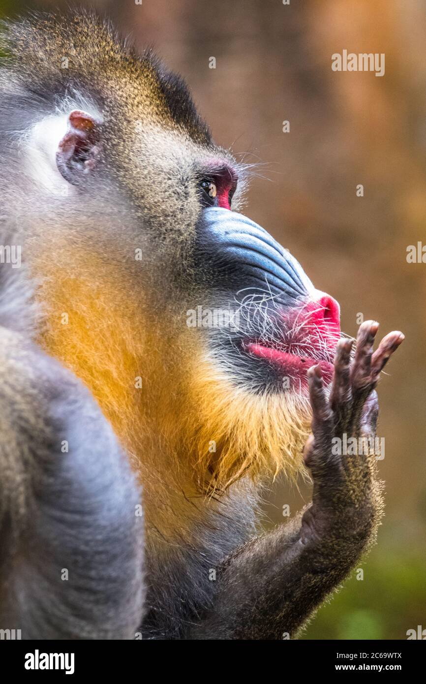 Portrait of a male of mandrill monkey, Indonesia Stock Photo - Alamy