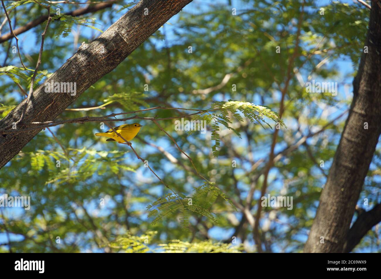 Yellow bird in a tree hi-res stock photography and images - Alamy
