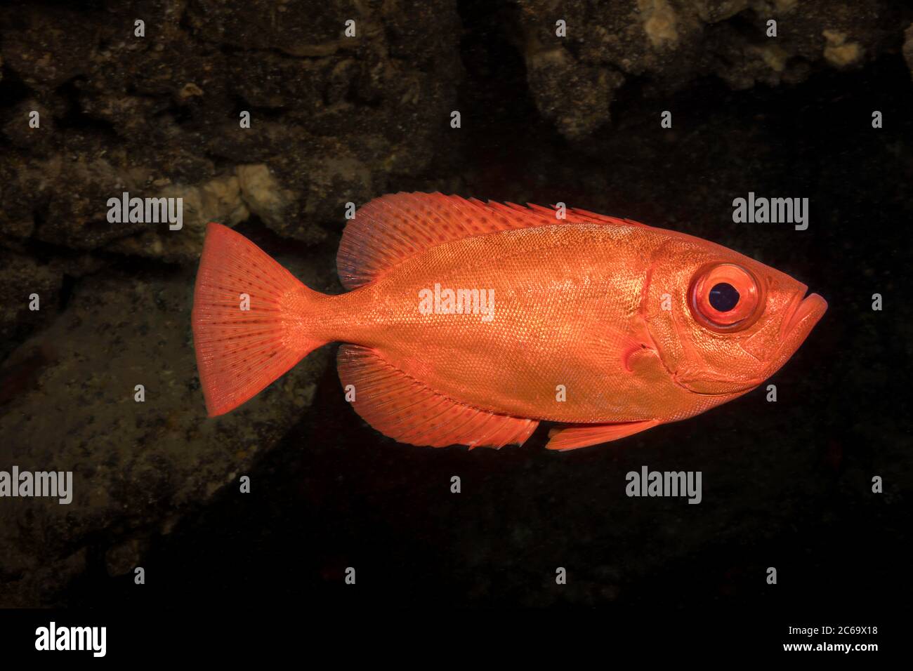 Glasseye fish hi-res stock photography and images - Alamy