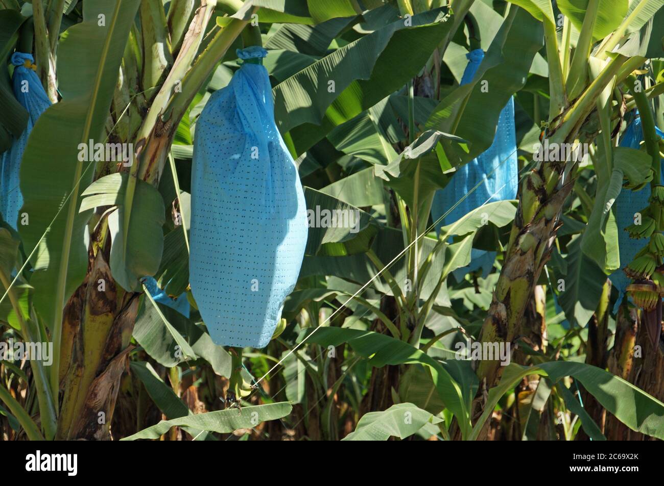 Ripe Banana fruits in a sack Stock Photo - Alamy