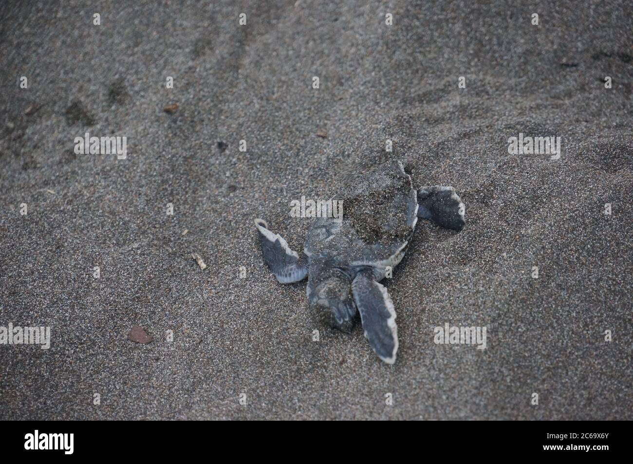 Hatched Turtle heading for the beach Stock Photo - Alamy