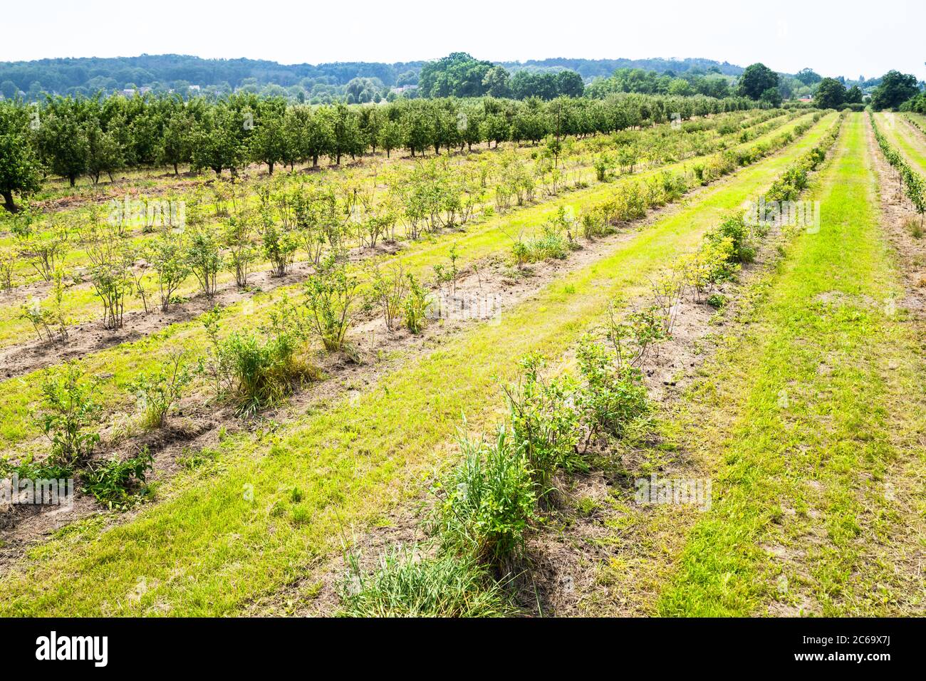 Landscape Monoculture Gooseberry Plant Field Growth Farm Stock Photo ...