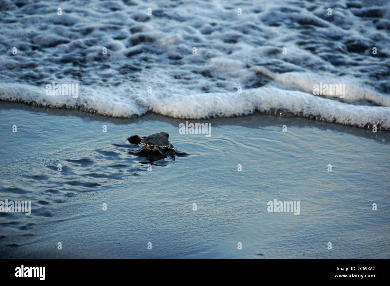Hatched Turtle in front of a wave Stock Photo - Alamy