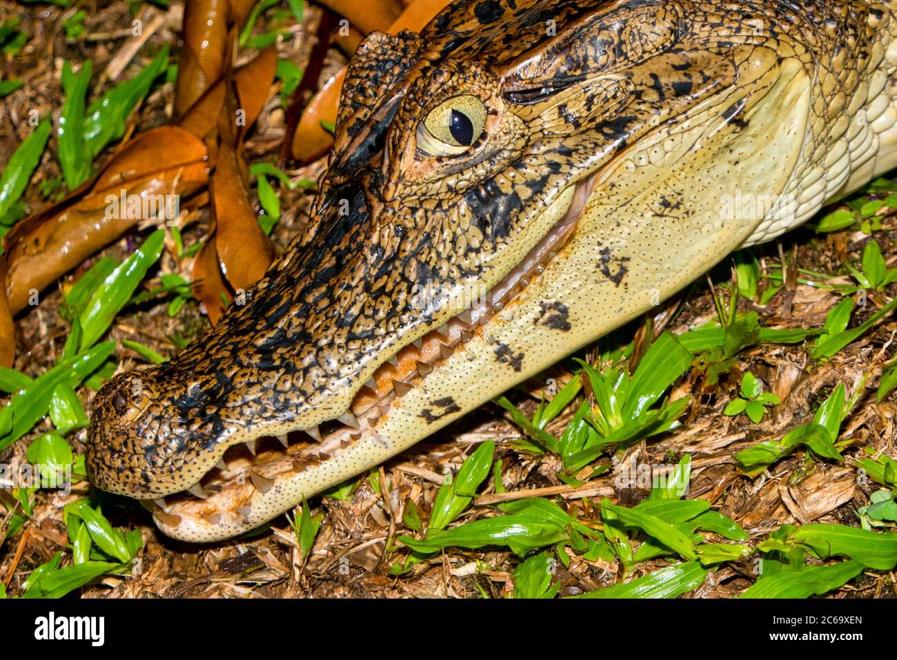Spectacled Caiman, White Caiman, Common Caiman, Caiman crocodilus ...