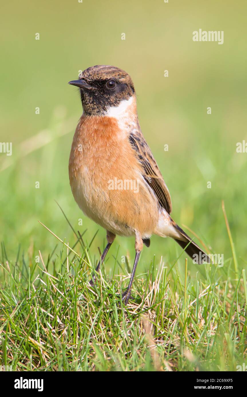 Male Stonechat High Resolution Stock Photography and Images - Alamy