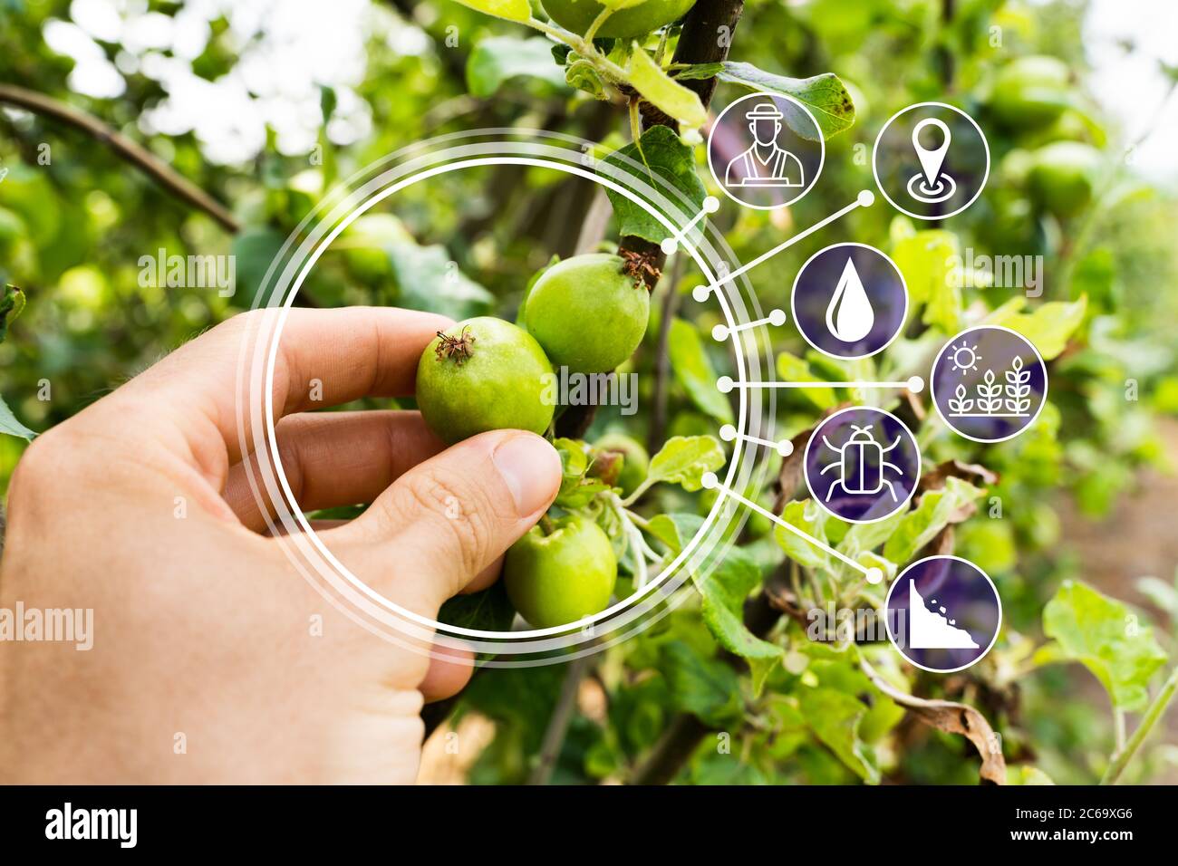 Picking Fresh Food At Farm From Tree Branch Stock Photo - Alamy