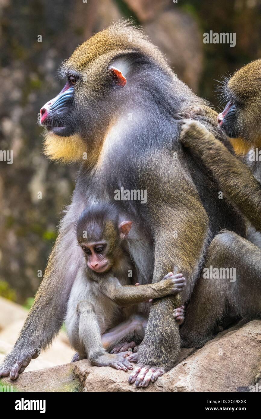 Mandrill female hi-res stock photography and images - Alamy